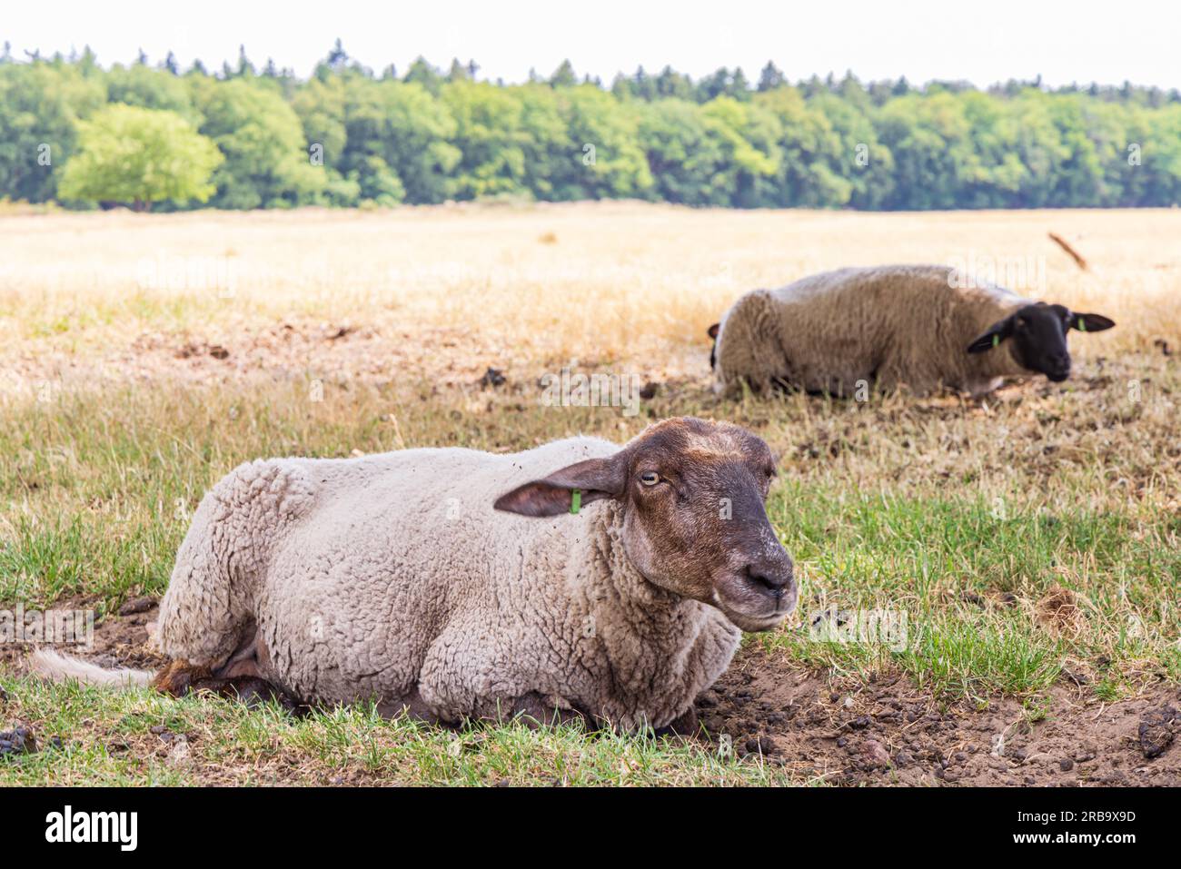 Sheep under big oak tree hiding for the sun in nature park Molenveld in ...
