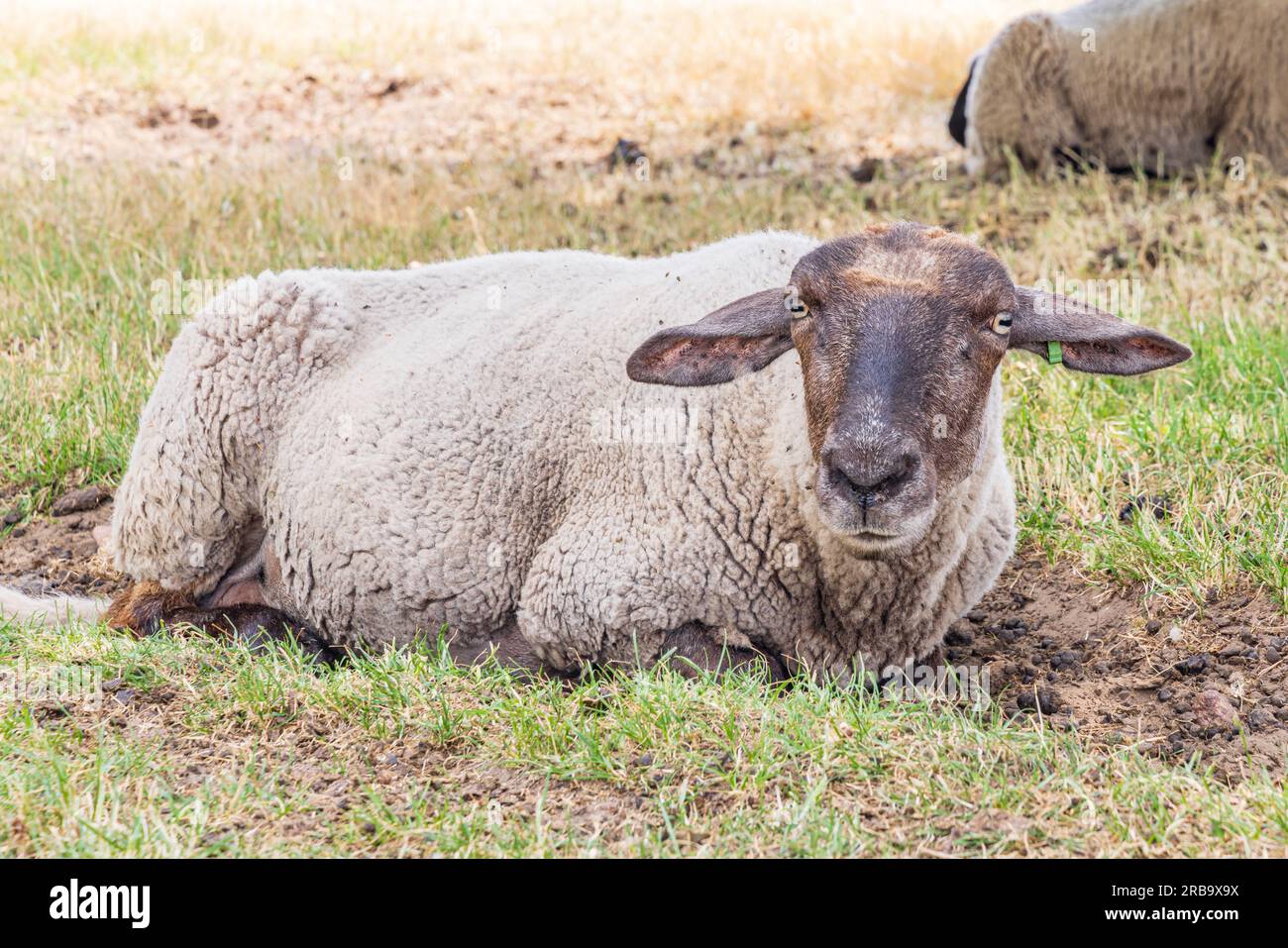 Sheep under big oak tree hiding for the sun in nature park Molenveld in ...
