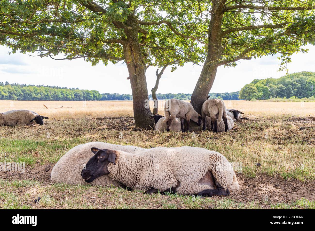 Sheep under big oak tree hiding for the sun in nature park Molenveld in ...