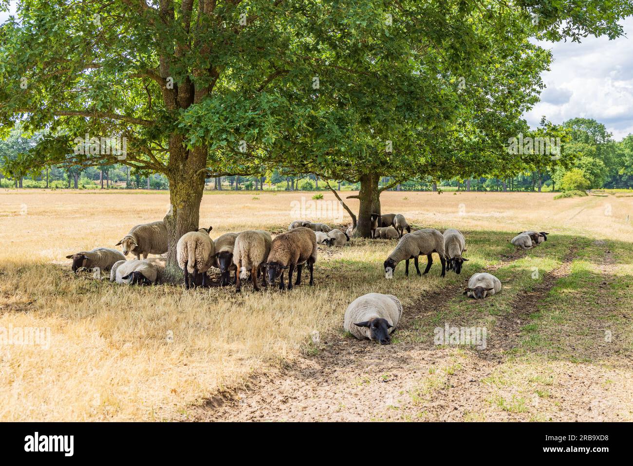 Sheep under big oak tree hiding for the sun in nature park Molenveld in ...