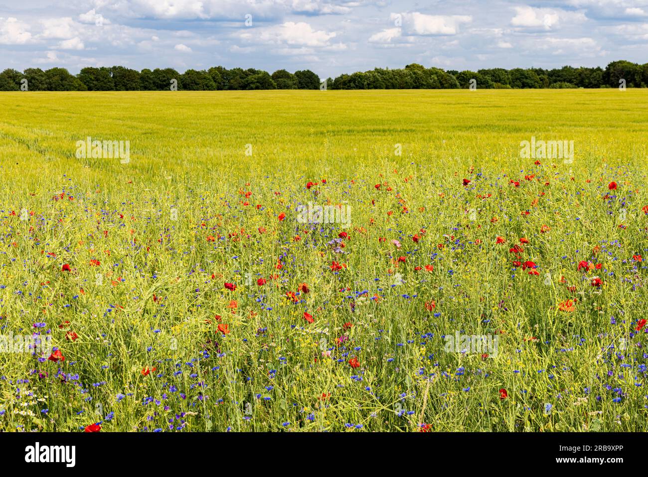 Colorful wild flowers along agriculture field as biodiversity measure ...