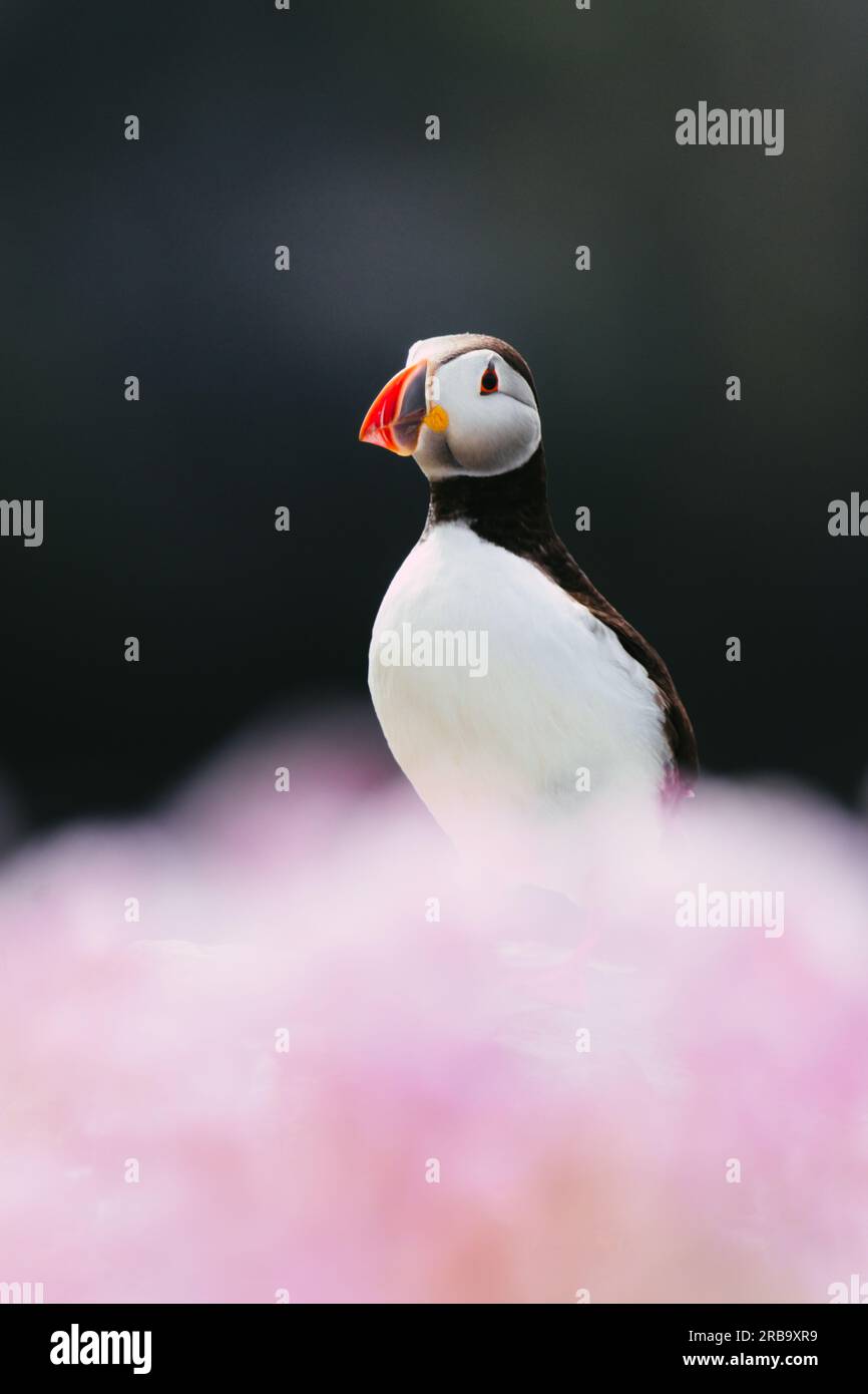 Atlantic puffin in pink flowers on Lunga Island, Treshnish Isles ...
