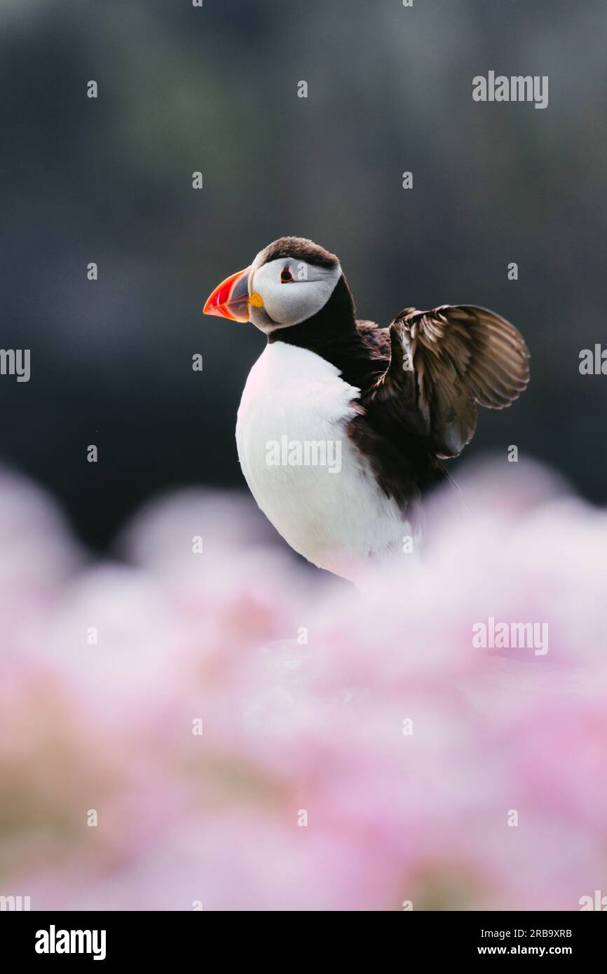 Atlantic puffin in pink flowers on Lunga Island, Treshnish Isles ...