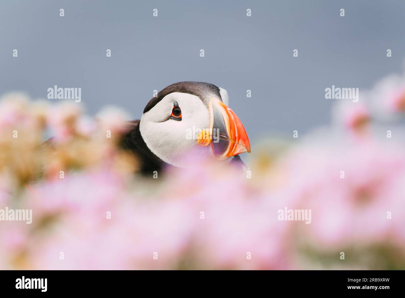 Atlantic puffin in pink flowers on Lunga Island, Treshnish Isles ...