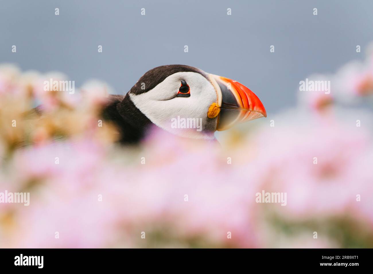 Atlantic puffin in pink flowers on Lunga Island, Treshnish Isles ...