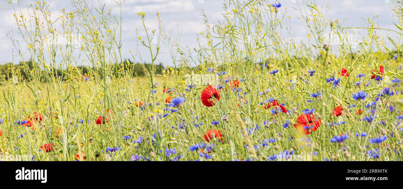 Colorful wild flowers along agriculture field as biodiversity measure ...