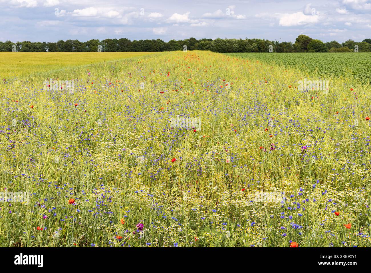 Colorful wild flowers along agriculture field as biodiversity measure ...