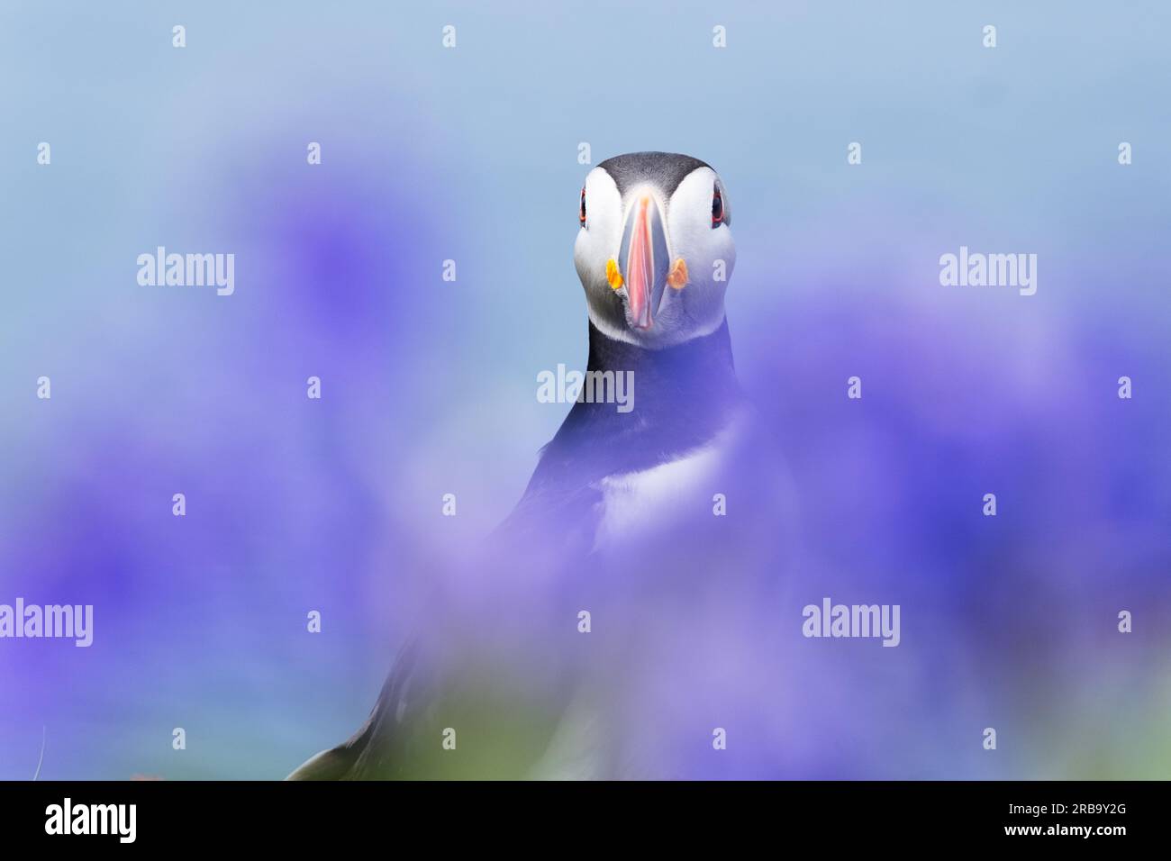 Atlantic puffin with purple flowers (bluebells) on Lunga Island ...