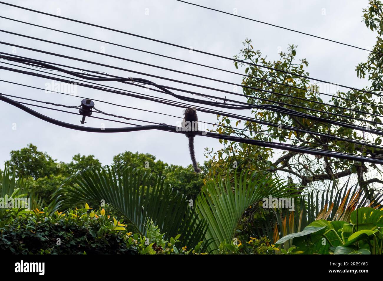 Fauna de brasil hi-res stock photography and images - Alamy