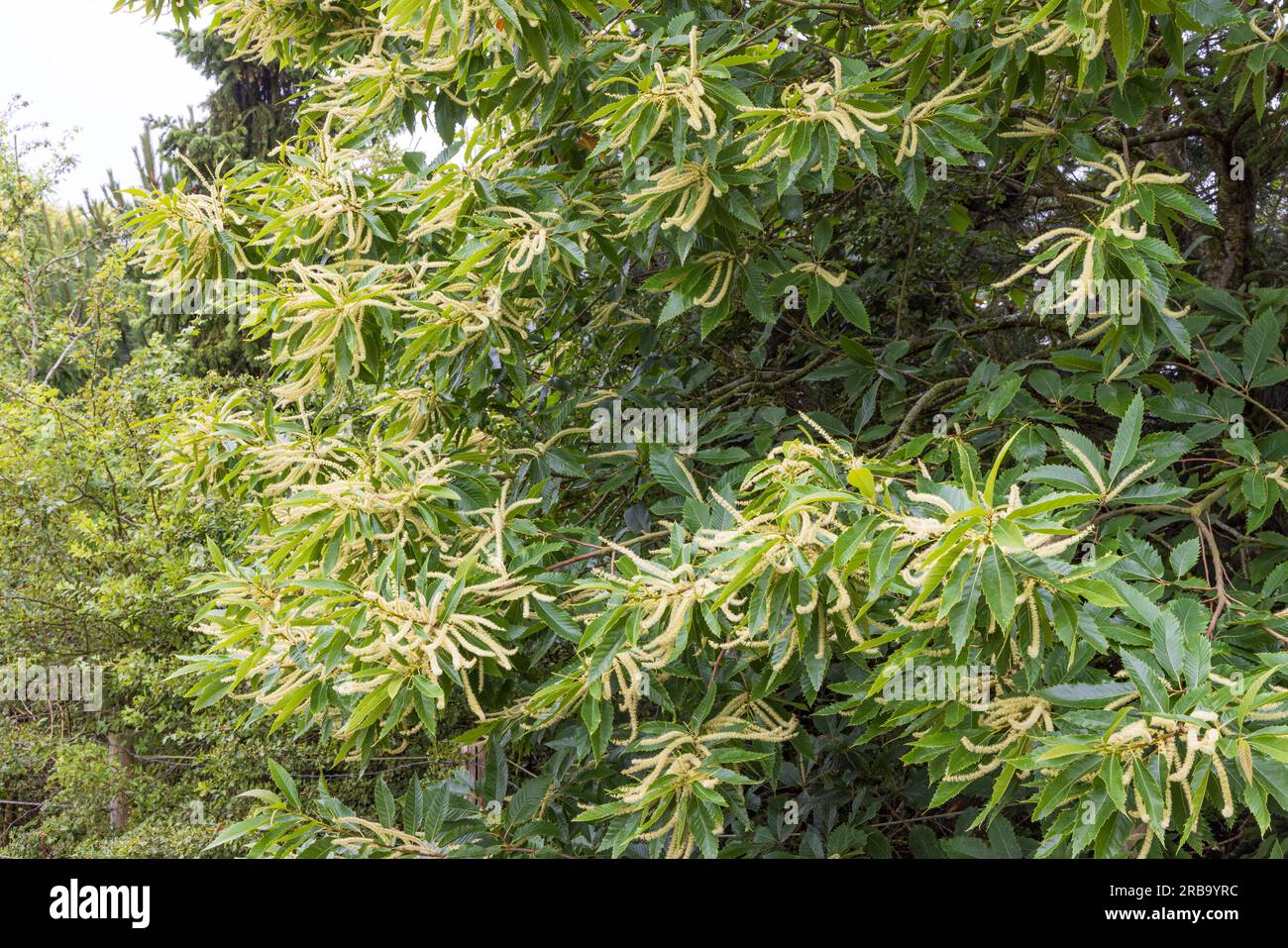 Blooming sweet chestnut tree along the road in Drenthe in The ...