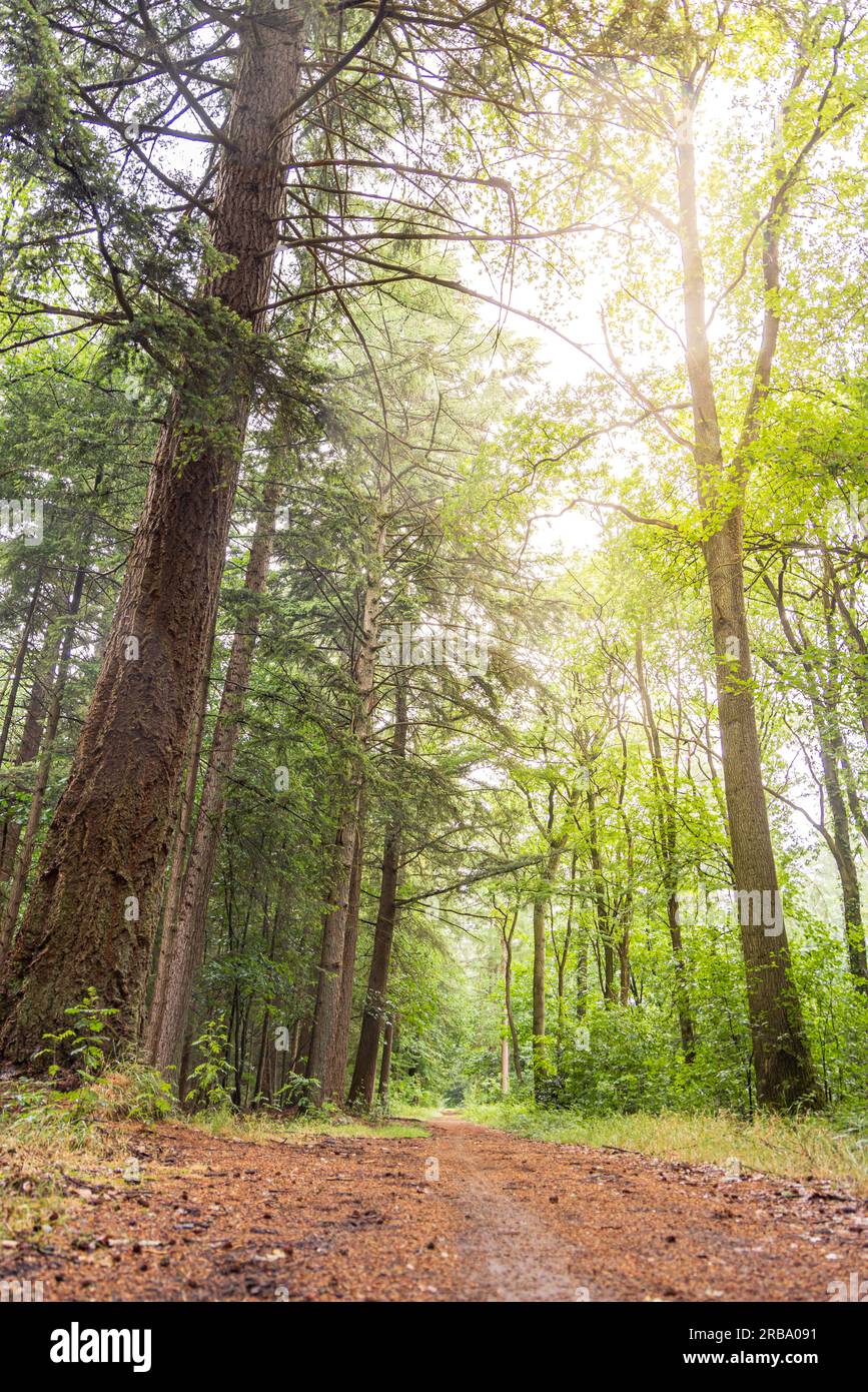 Impressive large old pine tree in the forest near Odoorn in Drenthe ...