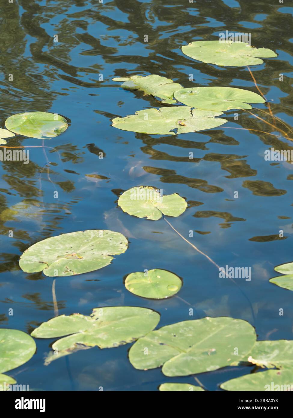 Water lilies, Floating on the River Thames, Pangbourne, Reading ...