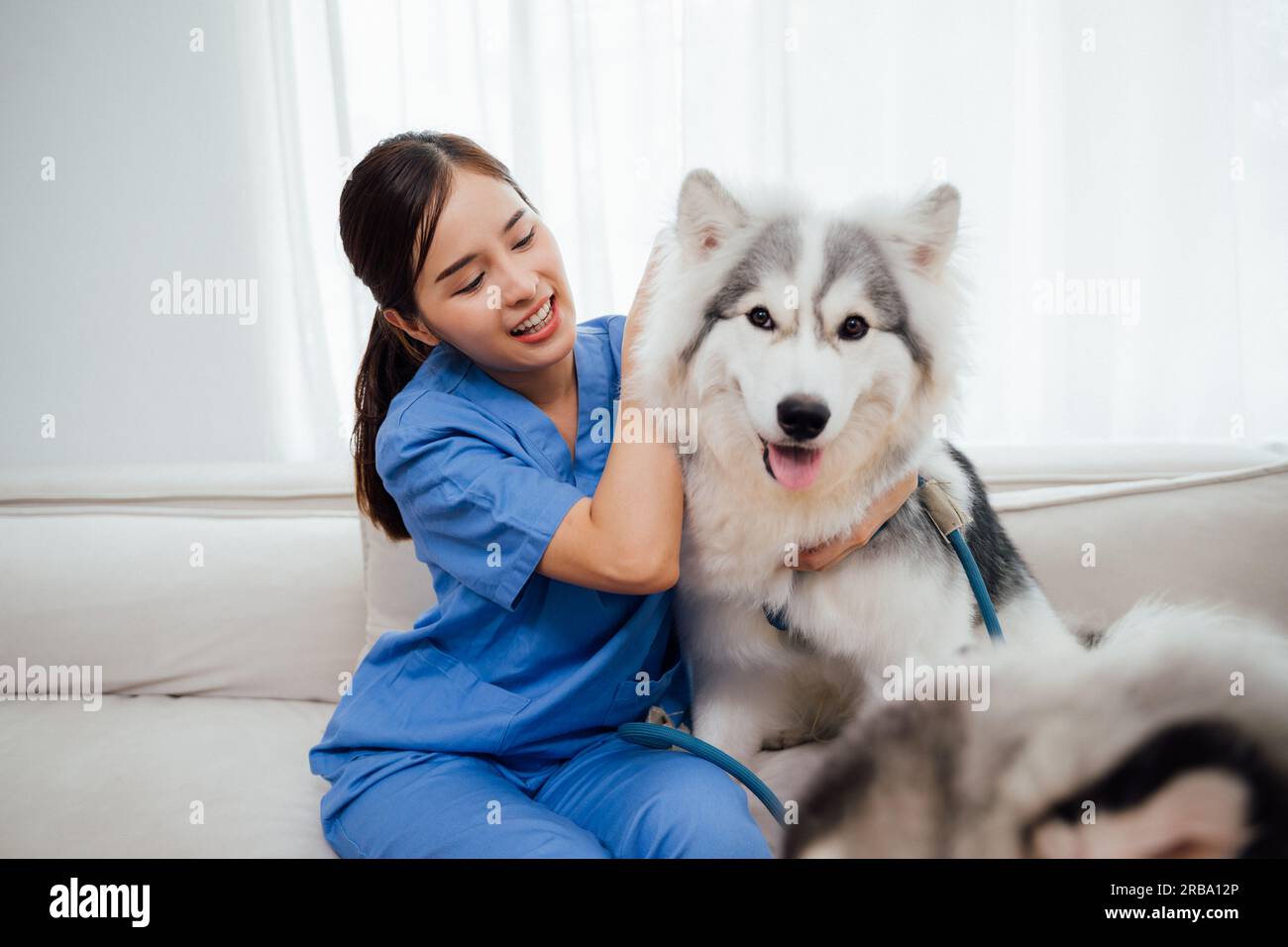 Happy veterinarian examining friendly Siberian Husky dog at hospital or ...