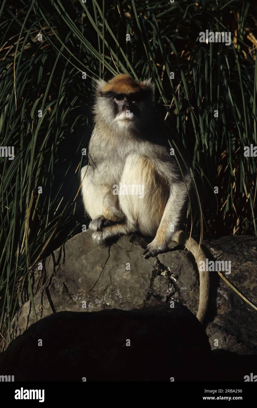 The common patas monkey (Erythrocebus patas), also known as the wadi ...