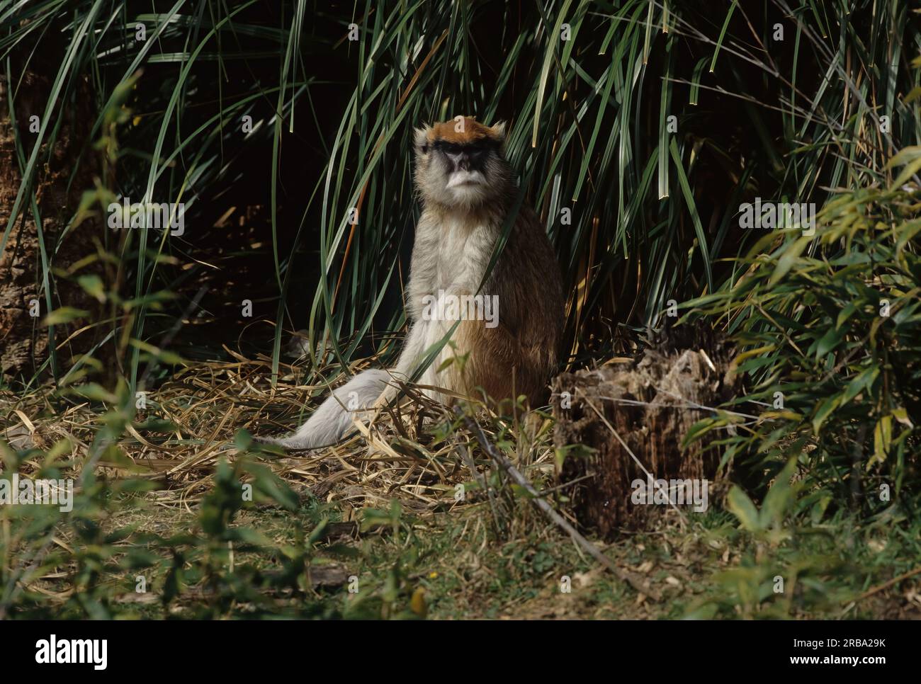 The common patas monkey (Erythrocebus patas), also known as the wadi ...
