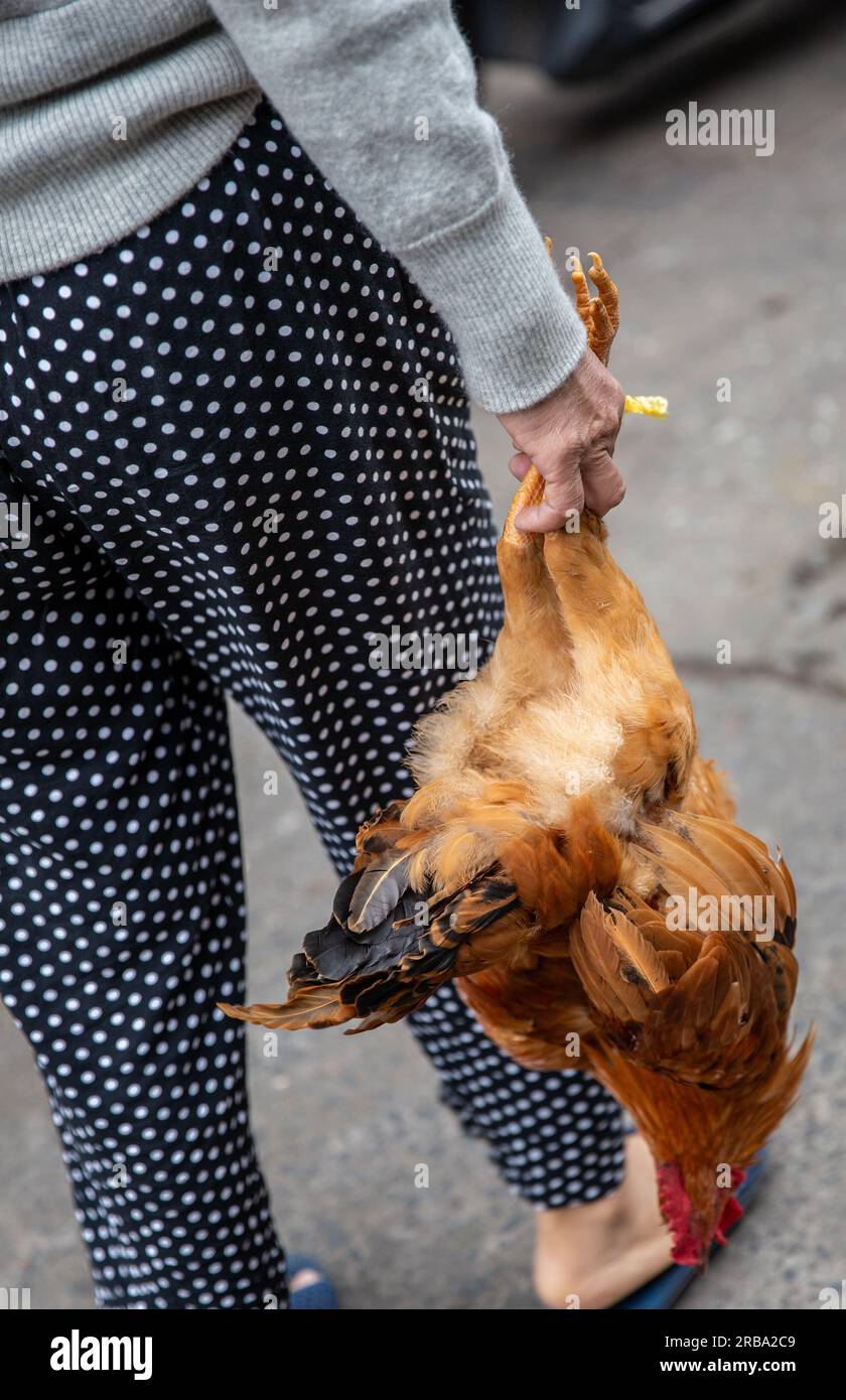 Vietnamese Woman Carrying Chicken to prepare for dinner Stock Photo - Alamy