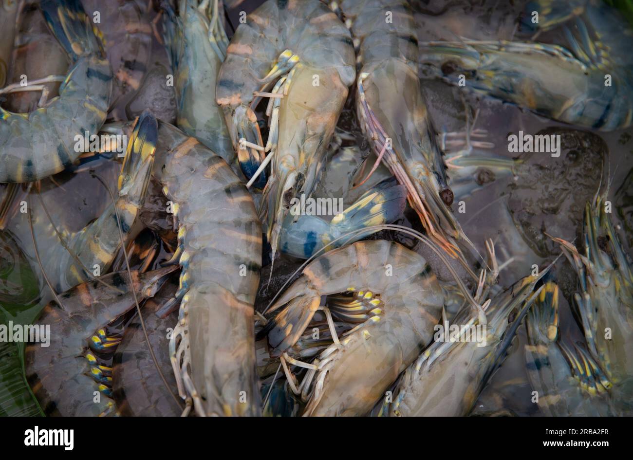 A Bunch of Freshly Caught Blue Prawns or Shrimp Stock Photo - Alamy