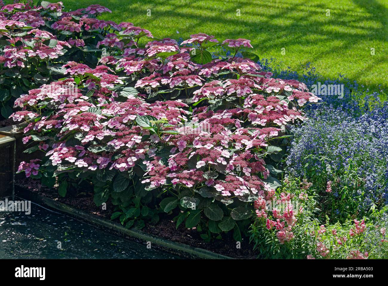 lacecap hydrangeas, bed, pink, rose, hydrangea macro phylla, deciduous ...