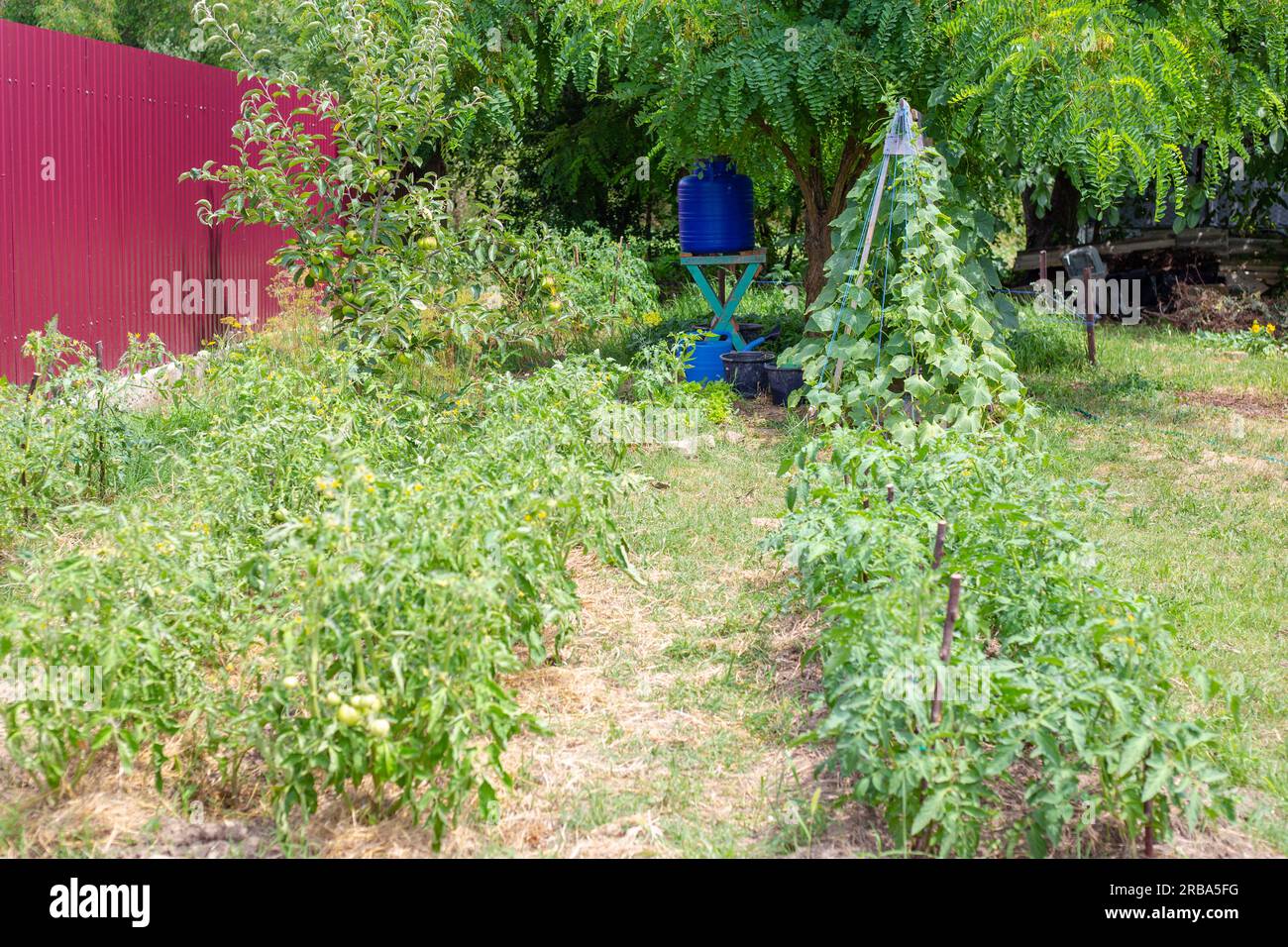 Garden plot with beds of tomatoes and cucumbers on a summer day ...