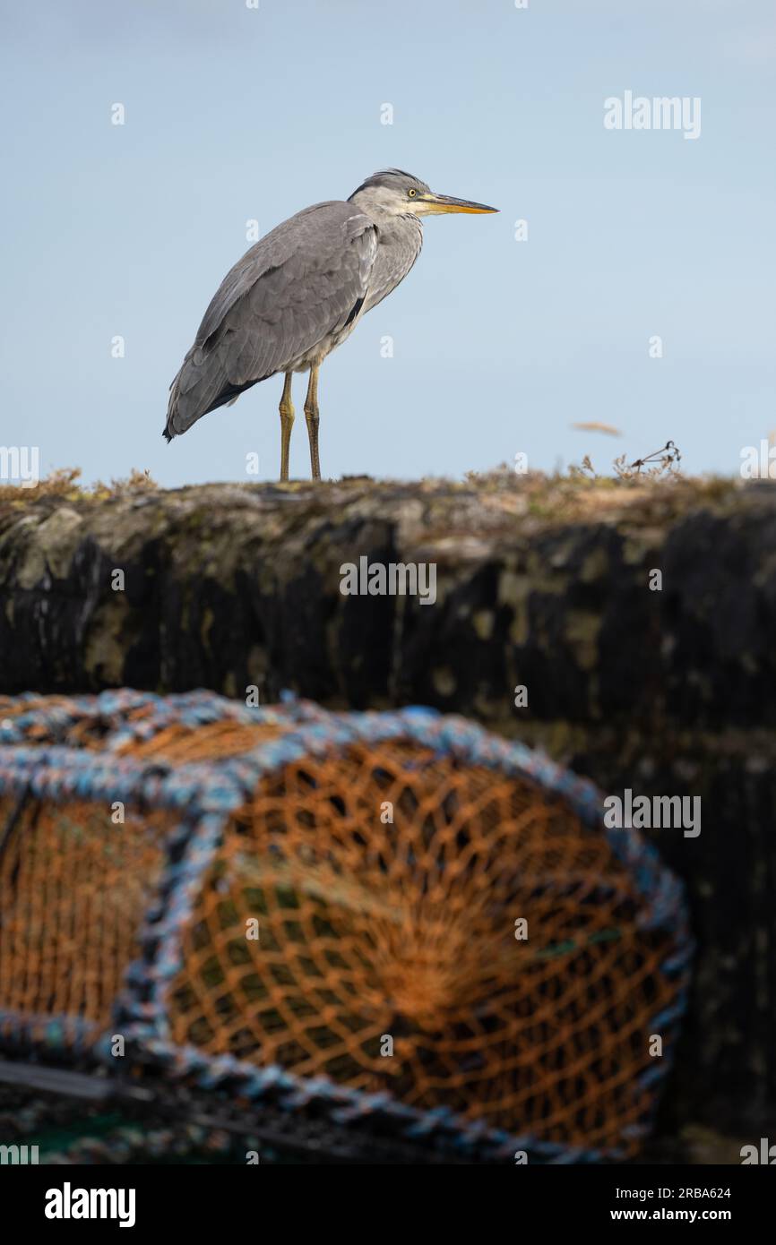 Grey Heron Ardea cinerea, standing on harbour wall, Pittenweem, East ...