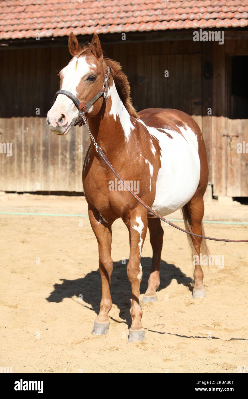 Portrait of amazing paint horse in front of the stable Stock Photo - Alamy
