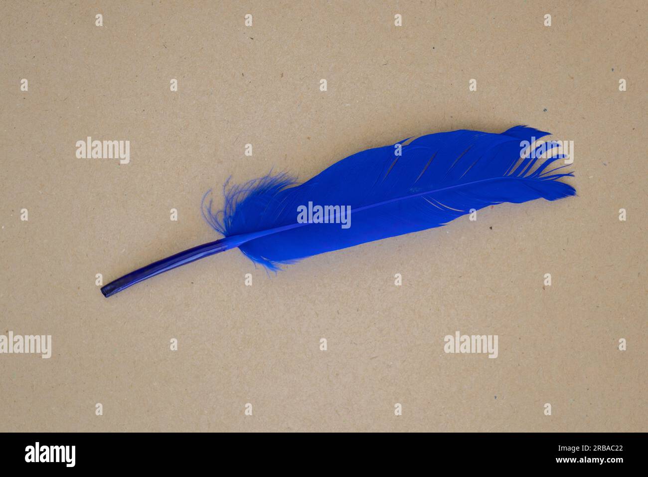 Brown blue plumage hi-res stock photography and images - Alamy