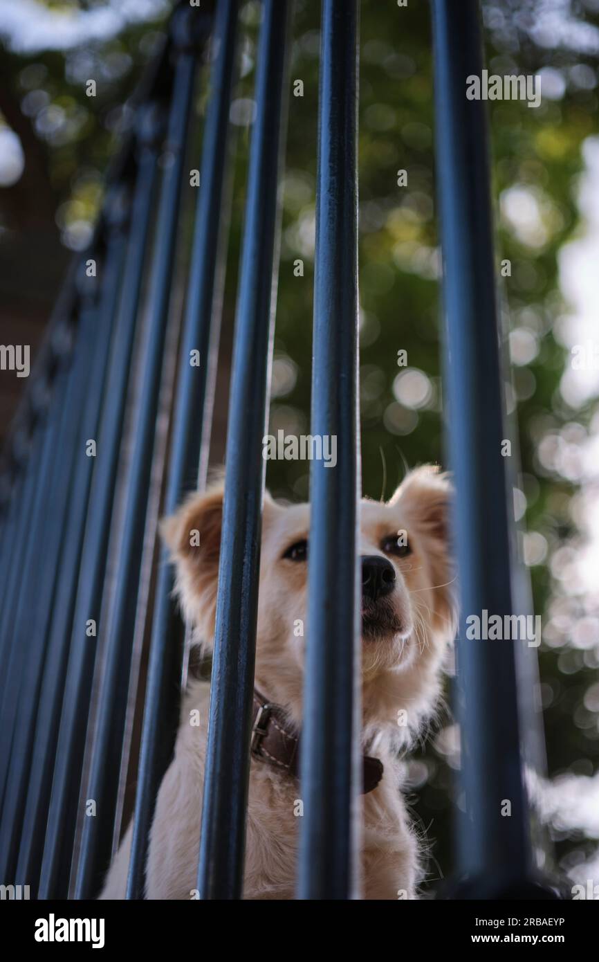 Dog behind a fence Stock Photo - Alamy