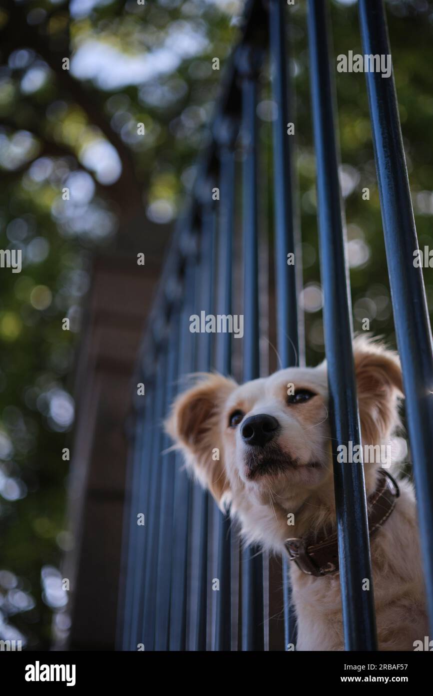 Dog behind a fence Stock Photo - Alamy