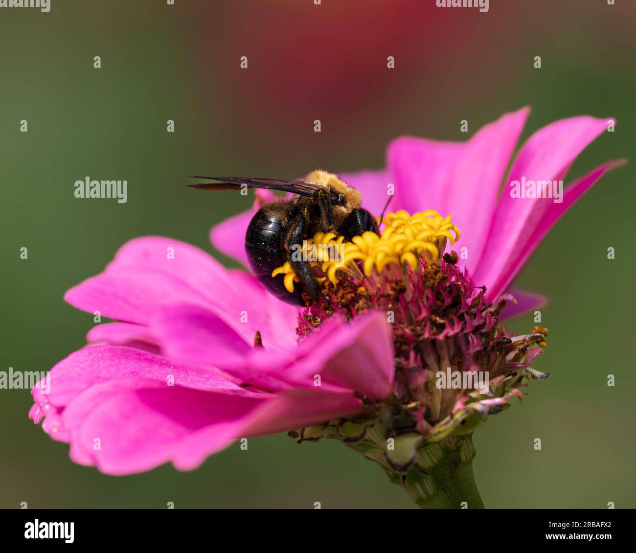 Snap at bees hi-res stock photography and images - Alamy