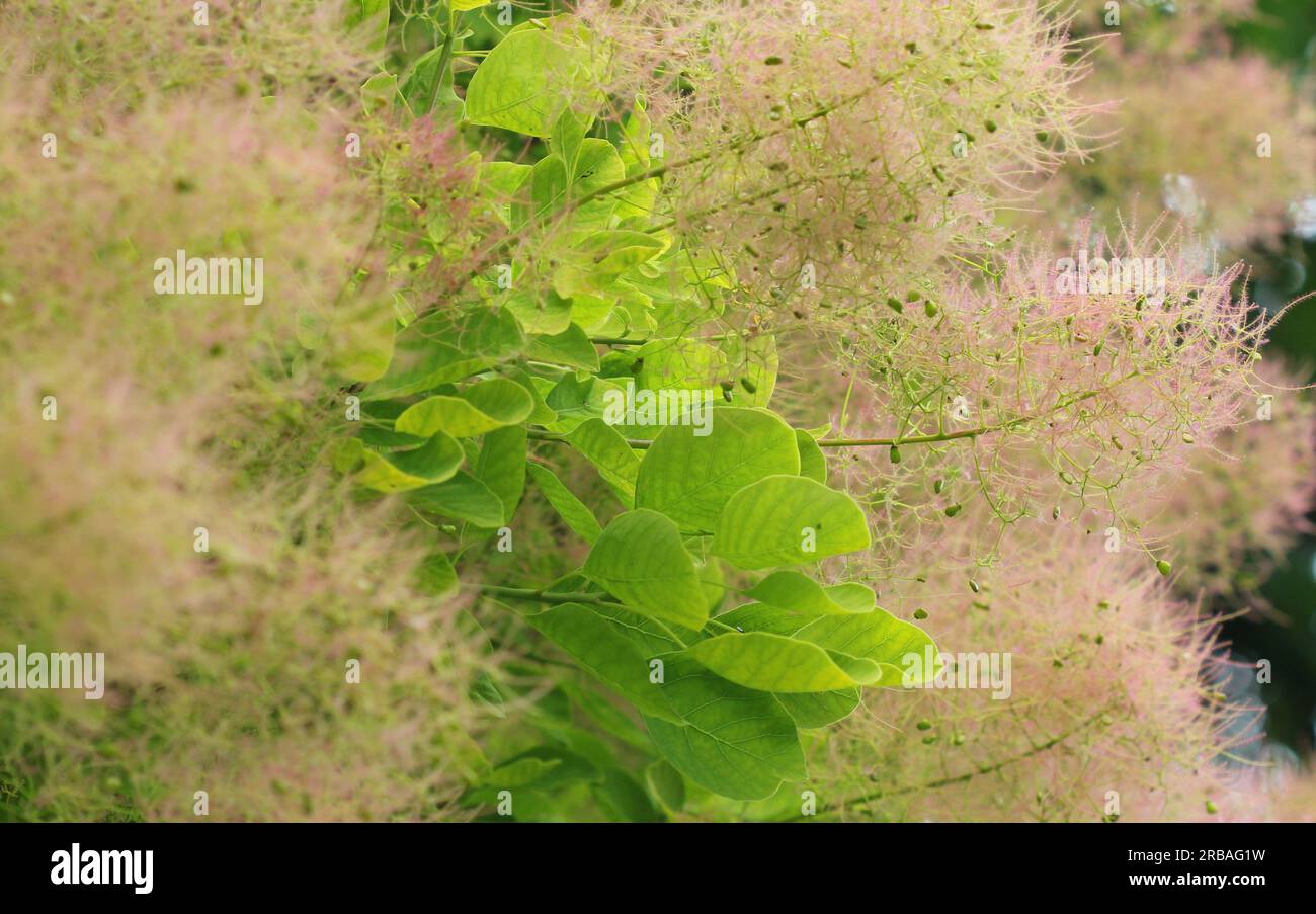 Smoke tree flower hi-res stock photography and images - Alamy