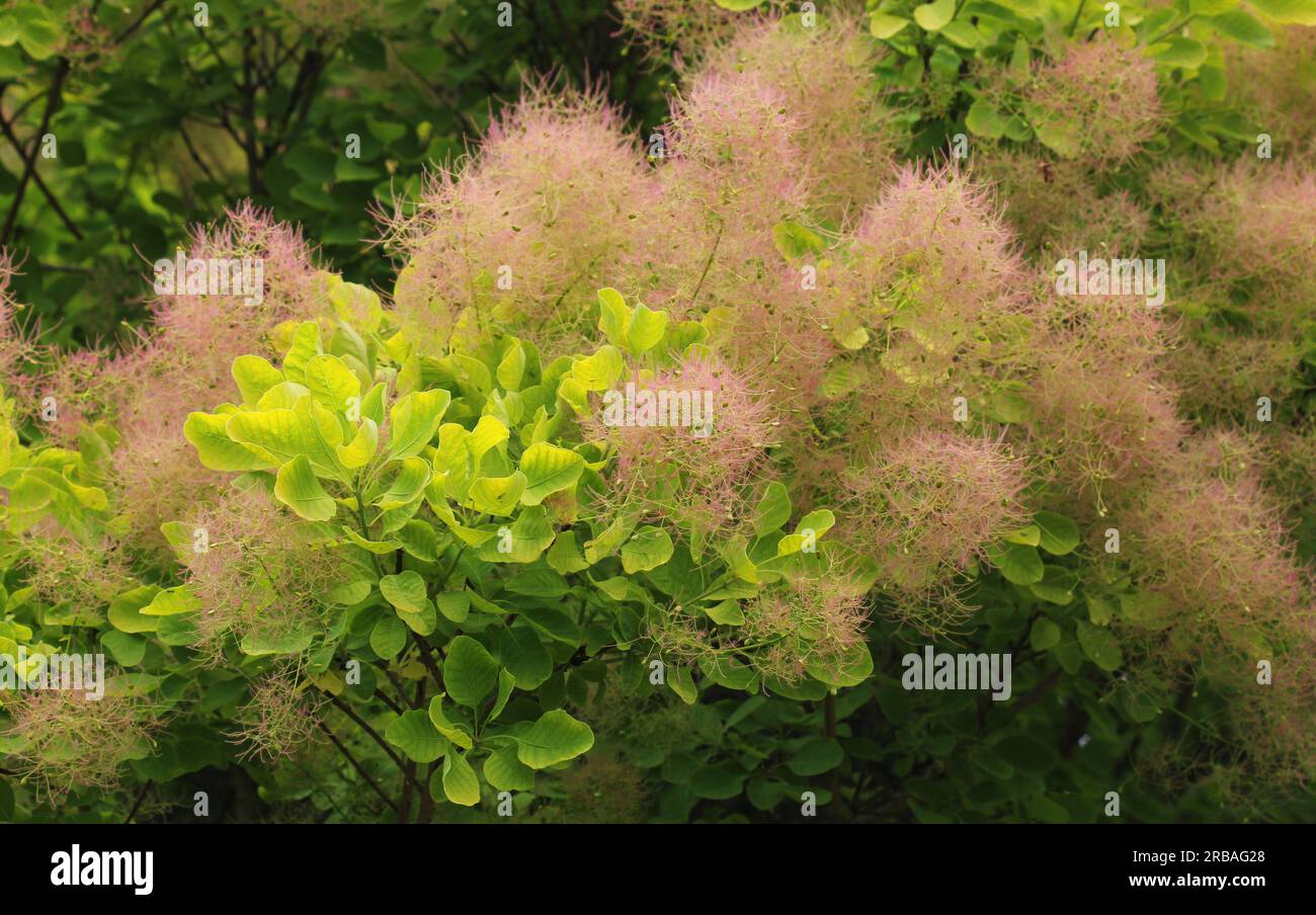 A closeup view of Cotinus, Smoke bush, in flower Stock Photo - Alamy