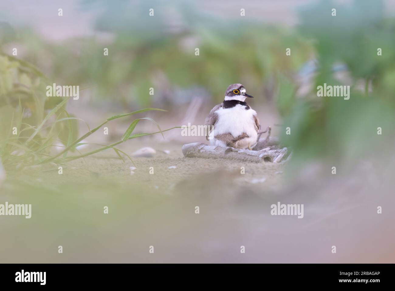 Waders or Shorebirds, female of little ringed plover Stock Photo - Alamy