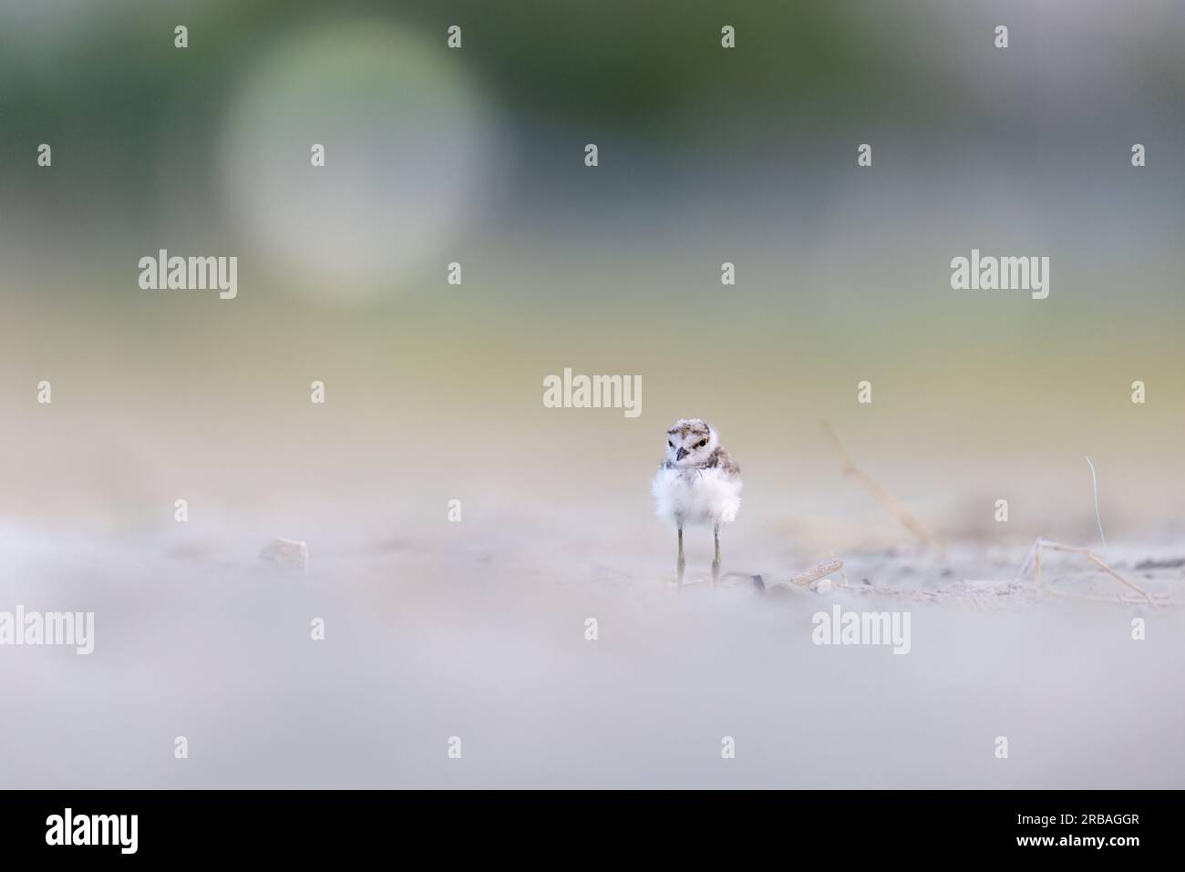 Waders or shorebirds, little ringed plover chick Stock Photo - Alamy