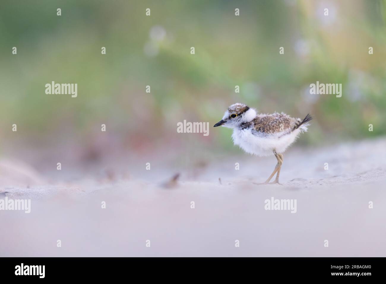 Waders or shorebirds, little ringed plover chick Stock Photo - Alamy