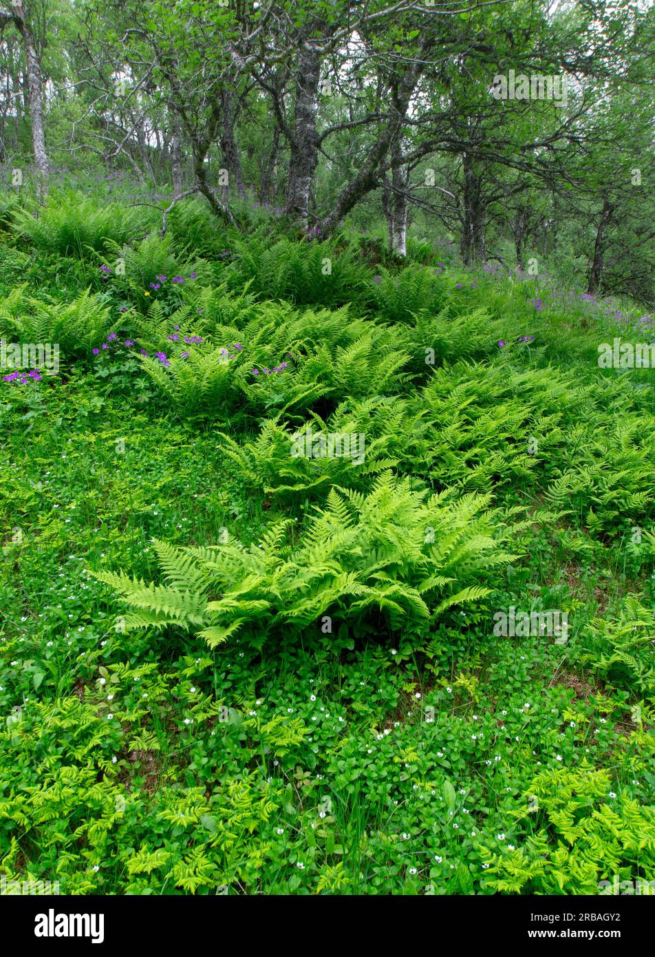 Skogsstjerne hi-res stock photography and images - Alamy