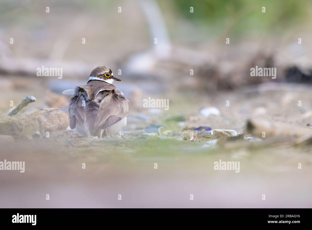 Waders or Shorebirds, female of little ringed plover Stock Photo - Alamy