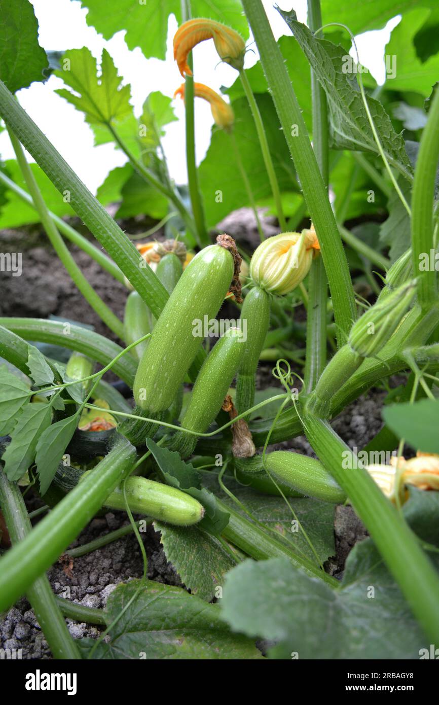 Courgette with fruits, flowers and leaves growing on the land Stock ...