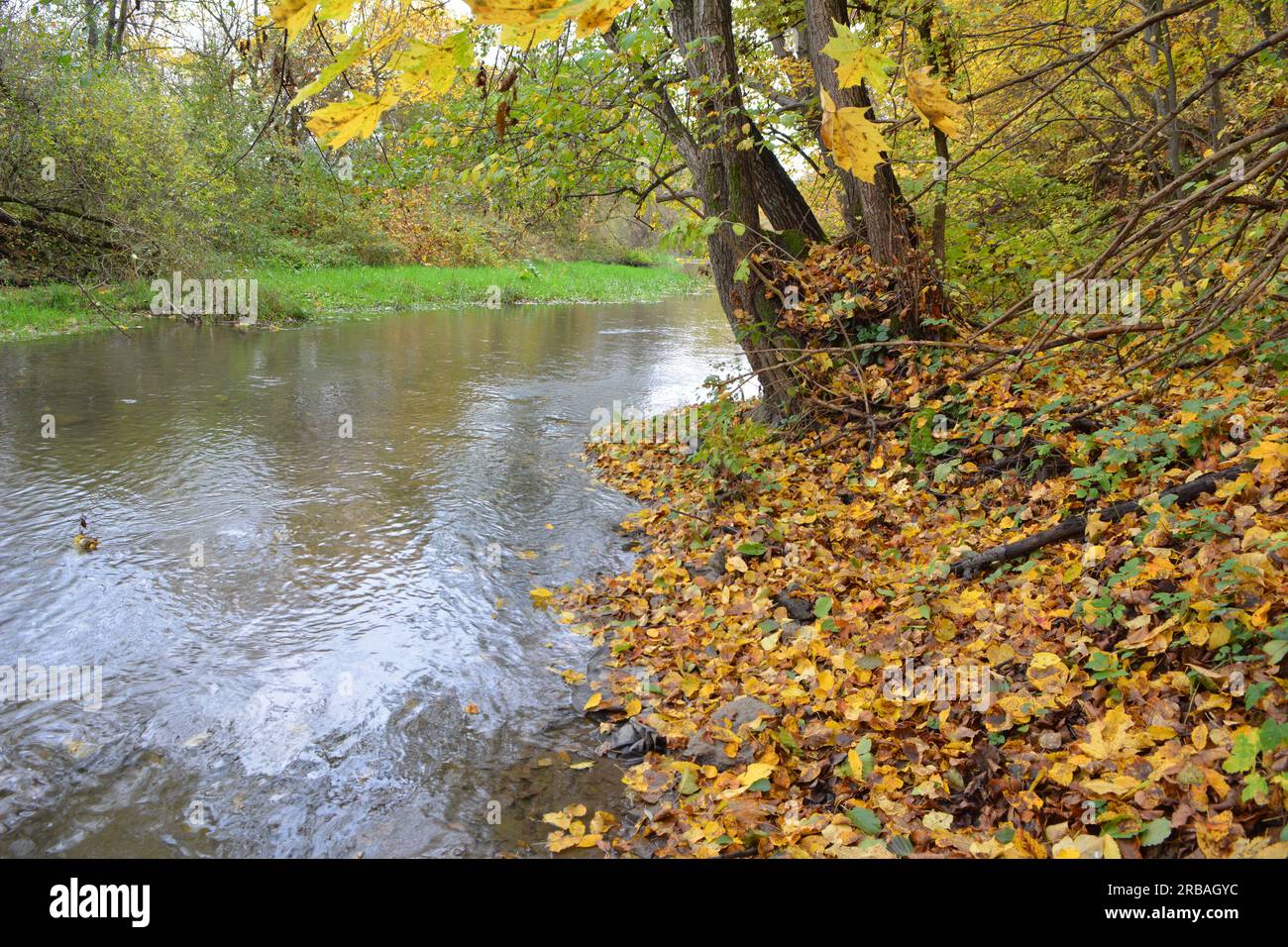 Autumn landscape with trees and a small river Stock Photo - Alamy