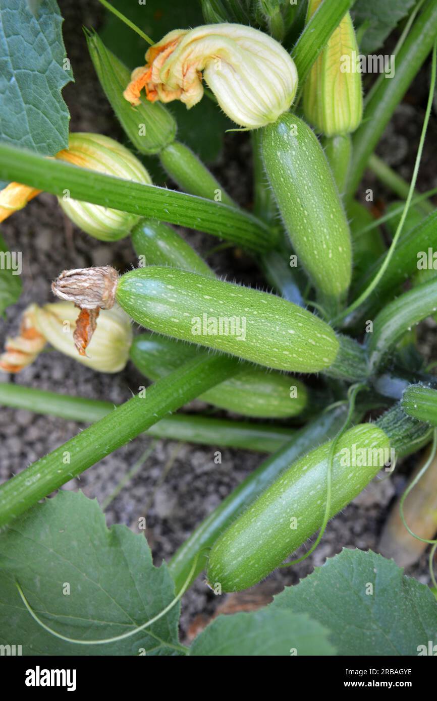 Courgette with fruits, flowers and leaves growing on the land Stock ...
