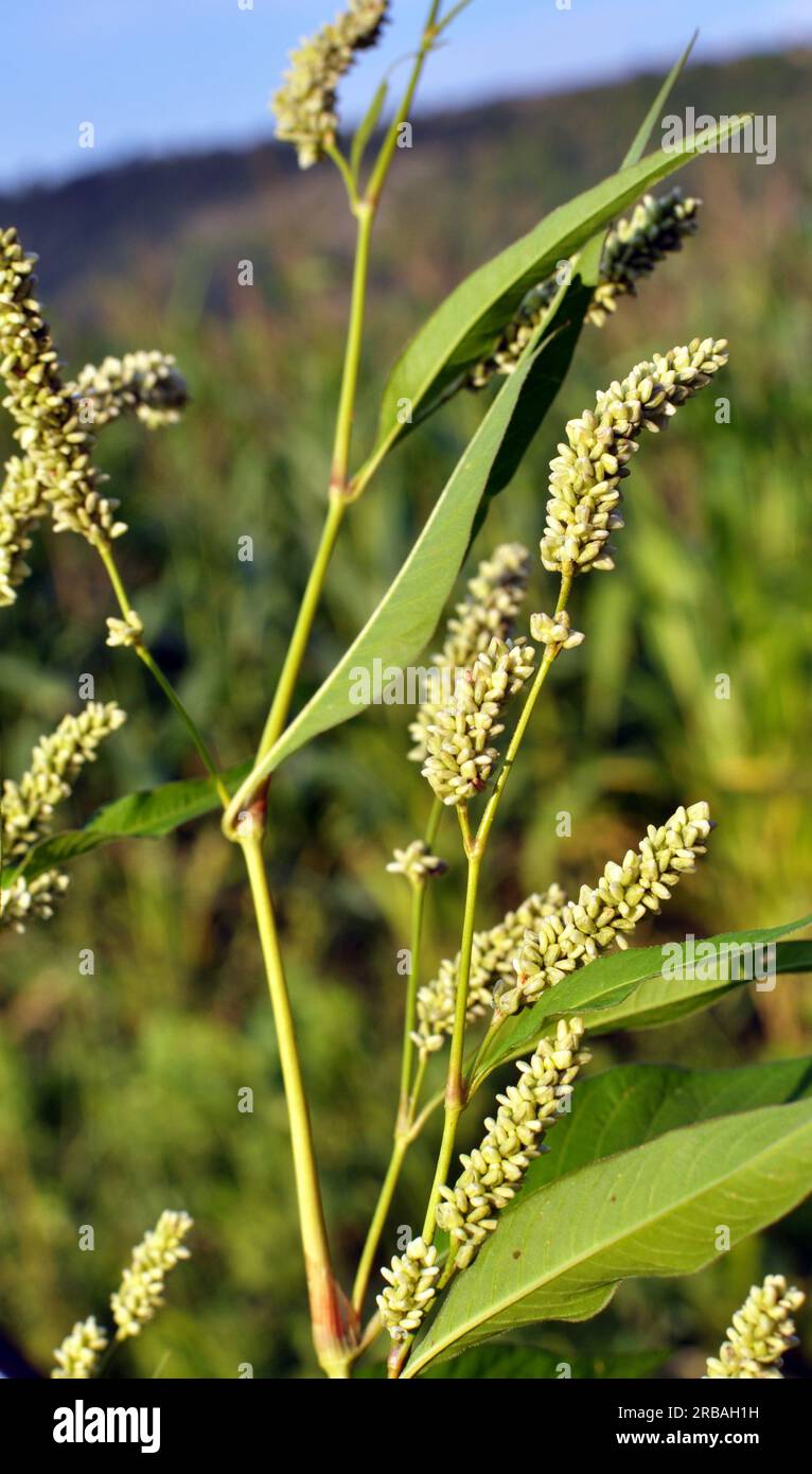 Weed Persicaria lapathifolia grows in a field among agricultural crops ...