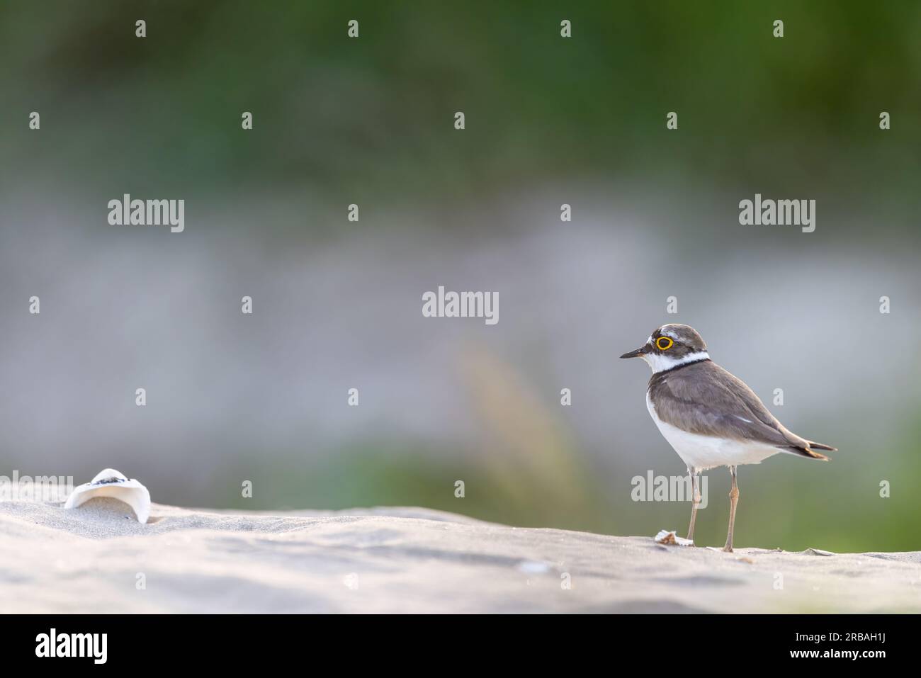 Waders or Shorebirds, female of little ringed plover Stock Photo - Alamy