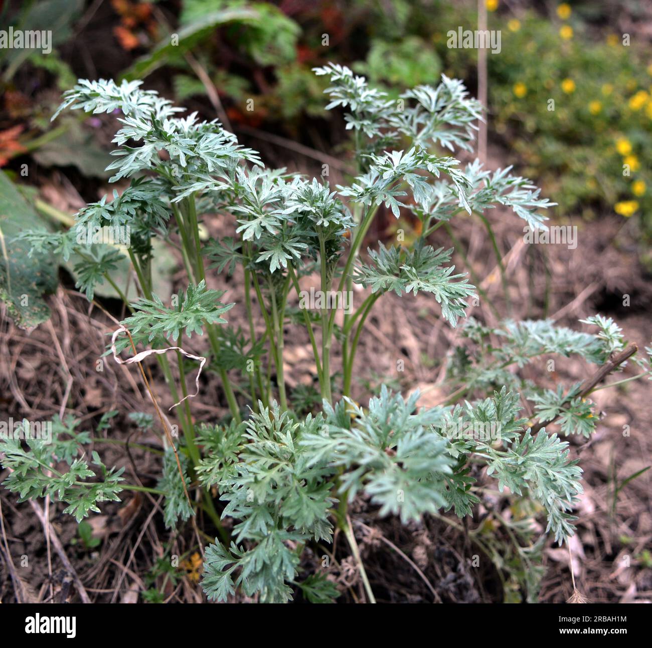 Bitter wormwood (Artemisia absinthium) bush grows in the wild Stock ...