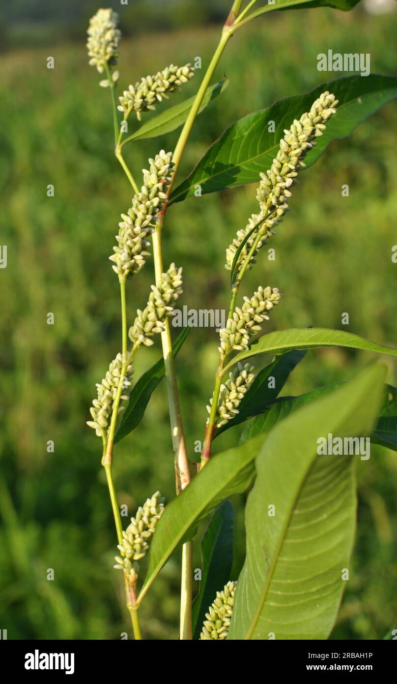 Weed Persicaria lapathifolia grows in a field among agricultural crops ...