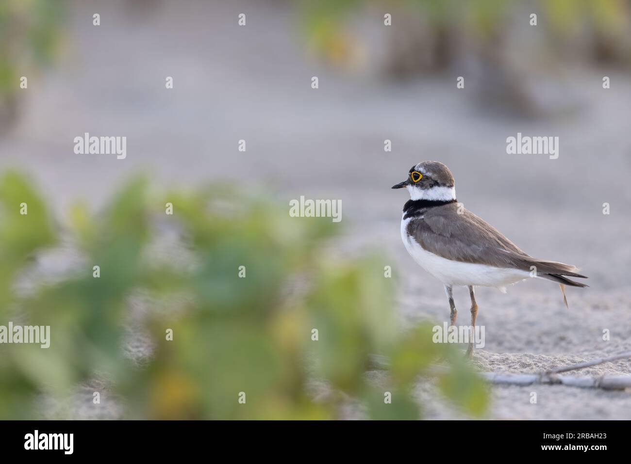 Waders or Shorebirds, female of little ringed plover Stock Photo - Alamy
