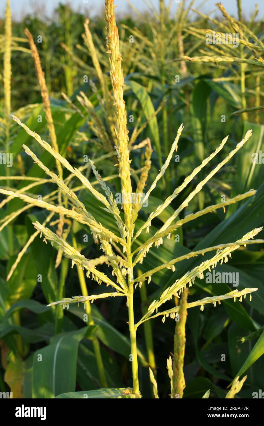 On the farm field blooms panicle corn Stock Photo - Alamy