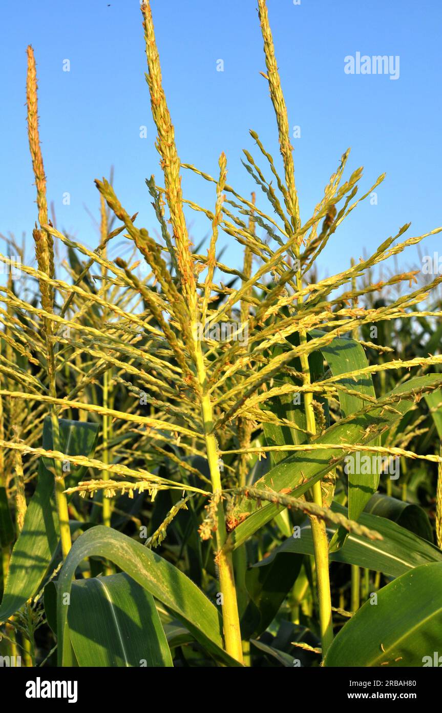 Corn flower leaf hi-res stock photography and images - Alamy