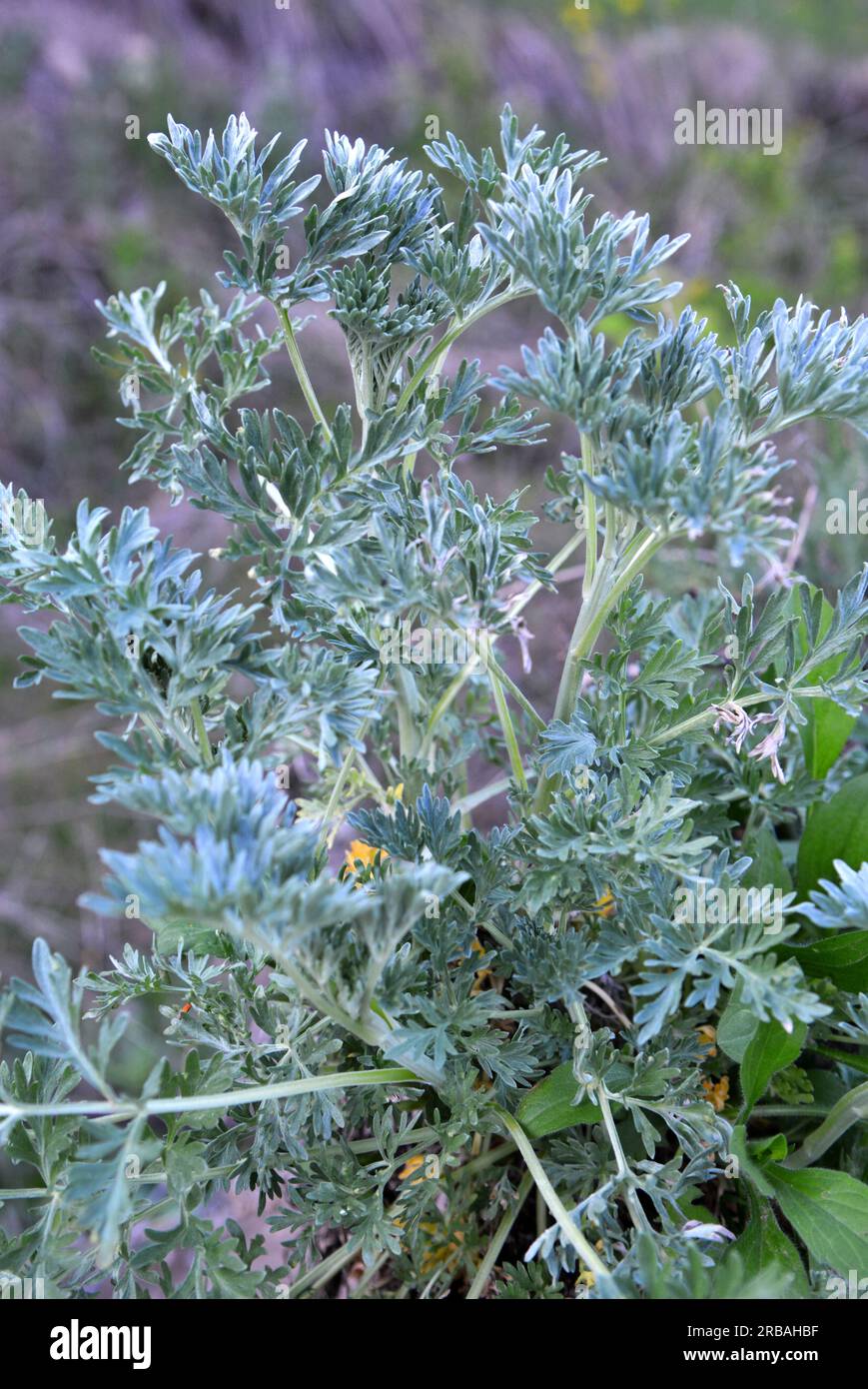Bitter wormwood (Artemisia absinthium) bush grows in the wild Stock ...