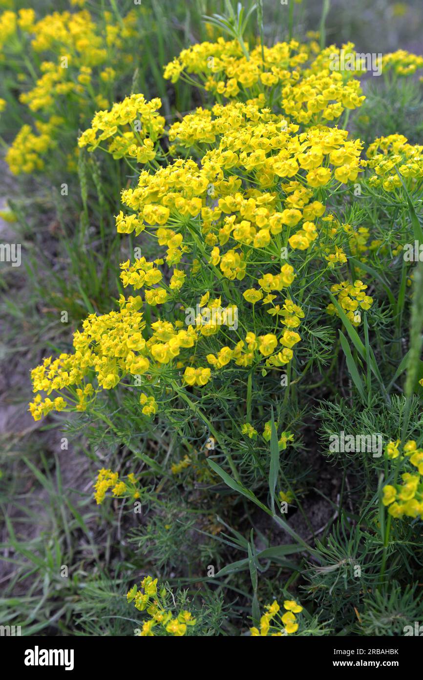 In the spring of wild herbs, Euphorbia cyparissias blooms Stock Photo ...