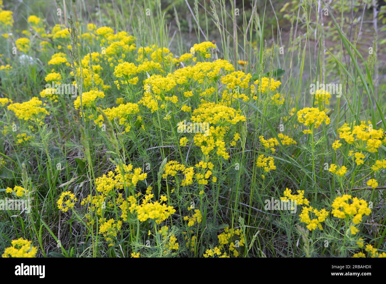 In the spring of wild herbs, Euphorbia cyparissias blooms Stock Photo ...