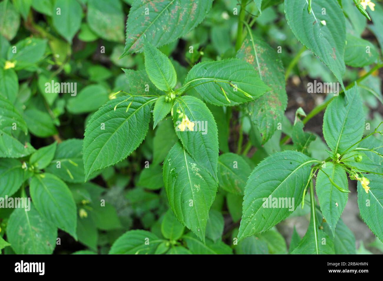 In summer, Impatiens parviflora grows in the wild Stock Photo - Alamy